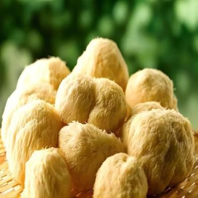 China Hericium Erinaceus Mushroom Raw Material Lion'S Mane Powder For Improving Memory for sale