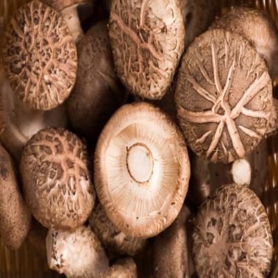 China Food Grade Mushroom Raw Material Shiitake Mushroom Powder For Heart Health for sale
