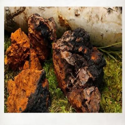 China Organic Chaga Mushroom Powder Safety Healthy Reishi Mushroom Powder for sale
