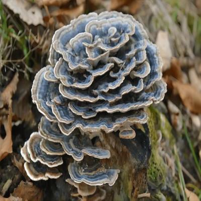 China Brown Mushroom Raw Material Coriolus Versicolor Powder Inhibiting Cancer Growth for sale