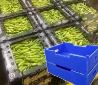 China Corrugated Plastic Crates PP Hollow Sheet Box Lightweight Waterproof vegetables for sale