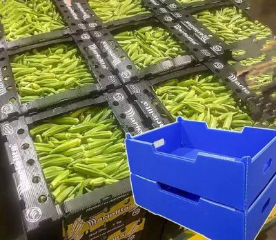 China Corrugated Plastic Crates PP Hollow Sheet Box Lightweight Waterproof vegetables for sale