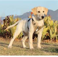 China Dog leash explosion-proof big dog chest harness reflective large dog dog leash vest pet leash for sale