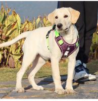 China Dog leash explosion-proof big dog chest harness reflective large dog dog leash vest pet leash for sale