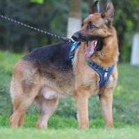 China Dog leash explosion-proof big dog chest harness reflective large dog dog leash vest pet leash for sale
