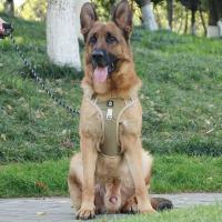 China Dog leash explosion-proof big dog chest harness reflective large dog dog leash vest pet leash for sale