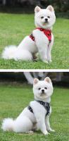 China Leash for small dogs and cats with reflective breathable vest pet harness for sale