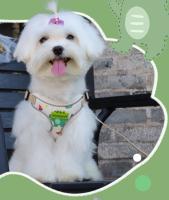China New dog leash small and medium-sized dog chest harness cartoon dinosaur dog walking rope reflective pet chest harness for sale
