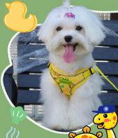 China New dog leash small and medium-sized dog chest harness cartoon dinosaur dog walking rope reflective pet chest harness for sale