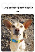 China Small and medium-sized dog collar traction set anti-breakaway pet collar dog traction rope for sale