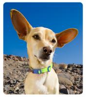 China Small and medium-sized dog collar traction set anti-breakaway pet collar dog traction rope for sale
