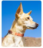China Small and medium-sized dog collar traction set anti-breakaway pet collar dog traction rope for sale