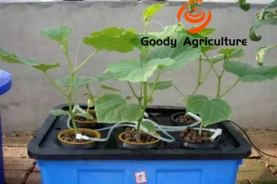 China Hydroponics System of Agricultural Fruit and Vegetable Greenhouse Farms for sale