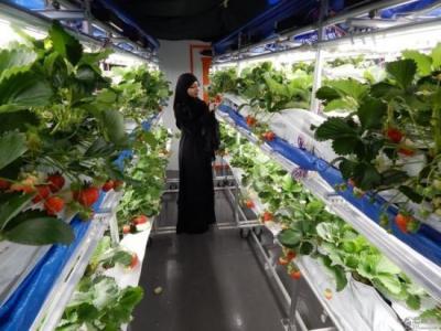 China Hot Sale and Low Cost Water Culture Hydroponics for sale