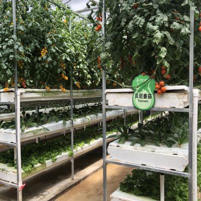 China Nft Vertical Urban for Cherry Tomato Hydroponics System in Greenhouse for sale