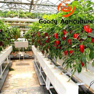 China Goody Hydroponic System PVC Greenhouse Hydroponic Nft Lettuce Indoor Planting for sale