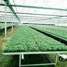 China Agriculture Greenhouse; Hydroponic Growing System; for sale