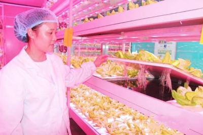 China New Waterproof Soiless Cultivation Hydroponic Full Spectrum for sale