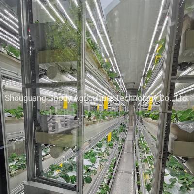 China 40hq Freezer Transport Container Farm Hydroponic Plant Container Factory for sale
