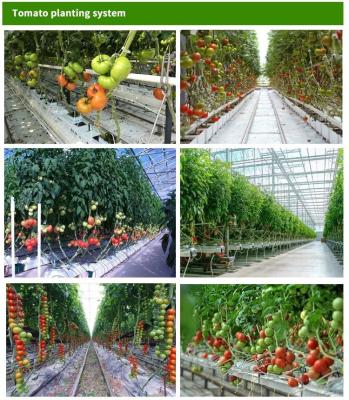 China Nutrient Film Technology Hydroponics System for Vegetables for sale