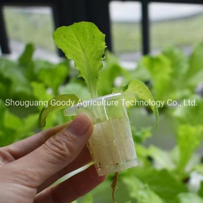 China Hydroponic Plastic Net Mesh Microgreen Garden Greenhouse Hydroponic Plant Growing Plastic Net Pot for Nft for sale