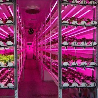 China Greenhouse Grow Containers for Vegetables Planting for sale