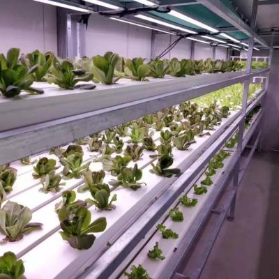 China Agricultural Greenhouse Hydroponics Strawberry Container Plant Factory for sale