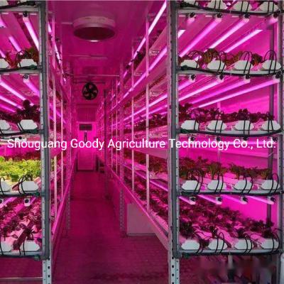 China Full Spectrum Greenhouse 40FT Container LED Indoor Grow Light Factories Vertical Container Hydroponic Systems for sale
