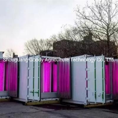 China Container Farm Hydroponic Fodder Growing System Container Type Farming Use for sale