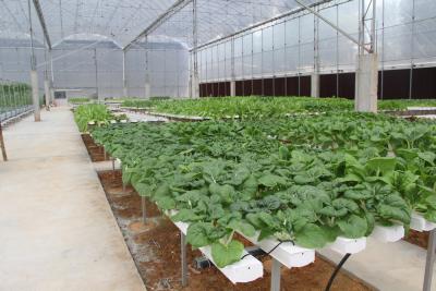 China Hydroponics System for Indoor Planting Leaf Vegetables and Fruits for sale
