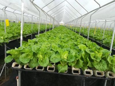 China Tubular and Pillar Forms of Hydroponics for Vegetables Planting for sale