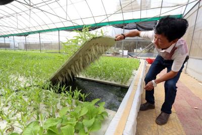 China Seedbed Cultivation Type Hydroponics for Vegetables Palnting for sale
