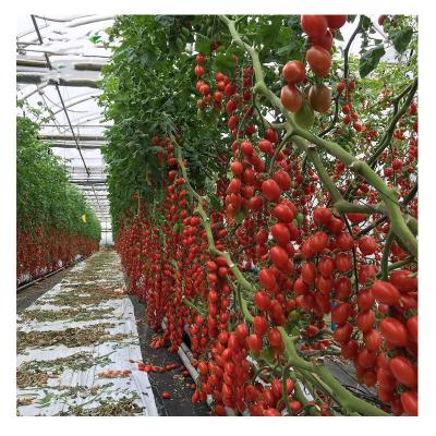 China Commercial Nft Vertical Urban Cherry Tomato Hydroponics System in Greenhouse for sale