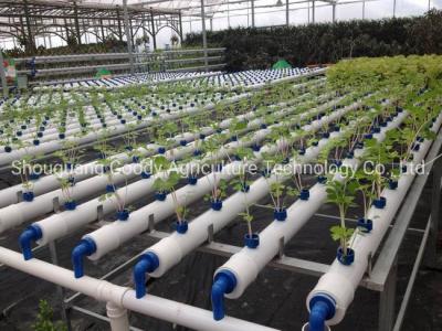 China RoHS Compliant Commercial Greenhouse Hydroponics Lettuce Nft Channel Growing System for sale