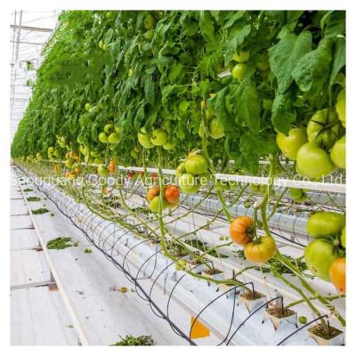 China Polycarbonate Sheet Greenhouse Hydroponics System for Tomato/Cucumber for sale