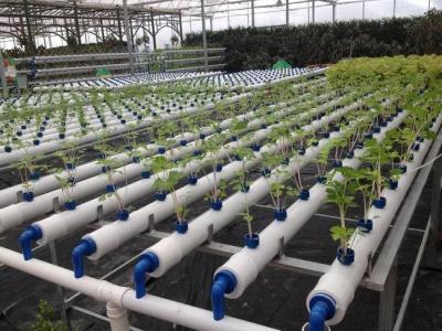China Hydroponic Growing System for Agriculture Greenhouse Vegetables Planting for sale