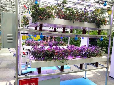China Intelligent Air Adjuster Hydroponic Planting Cabinet with Combined Hydroponic Herbs Vegetable Growing System for sale