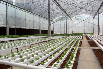 China Good Quality Hydroponic Growing Systems Smart Nft Greenhouse Hydroponics for sale