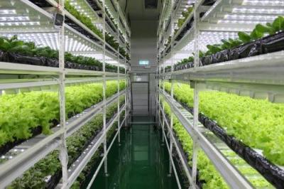 China Mobile And Easy Operated Hydroponics Growing System Container Plant for sale