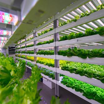 China LED Light Indoor Vegetables Hydroponics Factory Farms Container Greenhouse for Vegetables Planting for sale