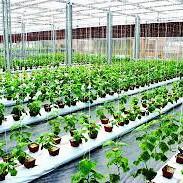 China Indoor Hydroponics Systems Vertical Grow Tower Nft Channel Microgreen Growing System for sale