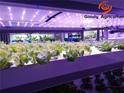 China Container Greenhouse Complete Hydroponic Plant System for Vegetables Forage for sale