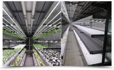 China Container Type Indoor Stereoscopic Greenhouse and Hydroponics Vegetables Plant/Nursery for sale