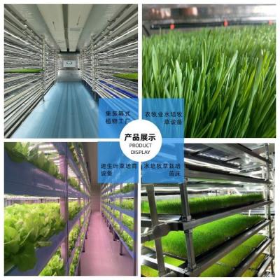 China Leafy Green Hydroponics City Farming in Plant Factory 20 and 40 Container for sale