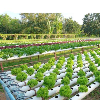 China Tomato/Strawberries/Leaf Vegetables Planting Hydroponics Indoor and Outside for sale
