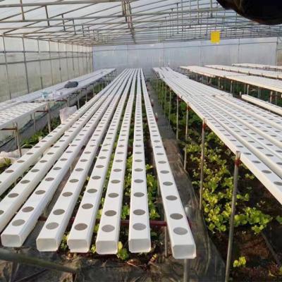 China Agricultural Commercial Nft Lettuce Cultivation Hydroponics Growing System for Film Green House for sale