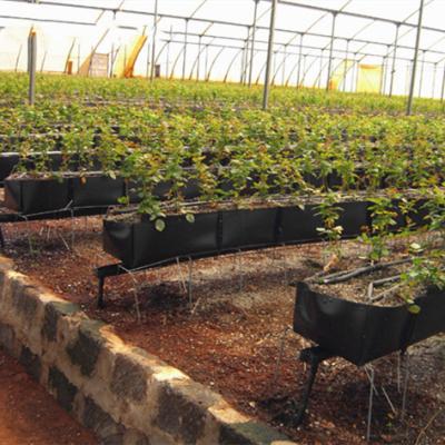 China Hot Sale Vegetable Growing Hydroponic System Cocopeat Bags Growing System with Irrigation System for sale