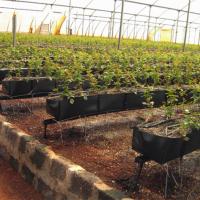 China Plastic Hydroponic Grow Trough Tomatoes Gutter System for sale