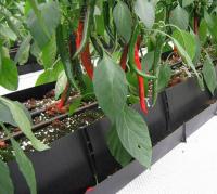China Plastic Hydroponic Grow Trough Tomatoes Gutter System for sale