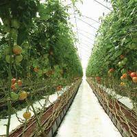 China Soiless Growing Trough Hydroponic PP Roll Tomatoes System for sale